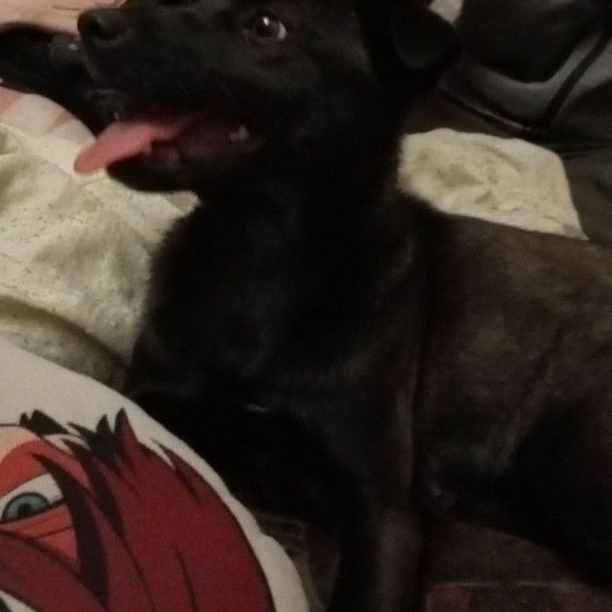 Ищем добрые руки для щенка