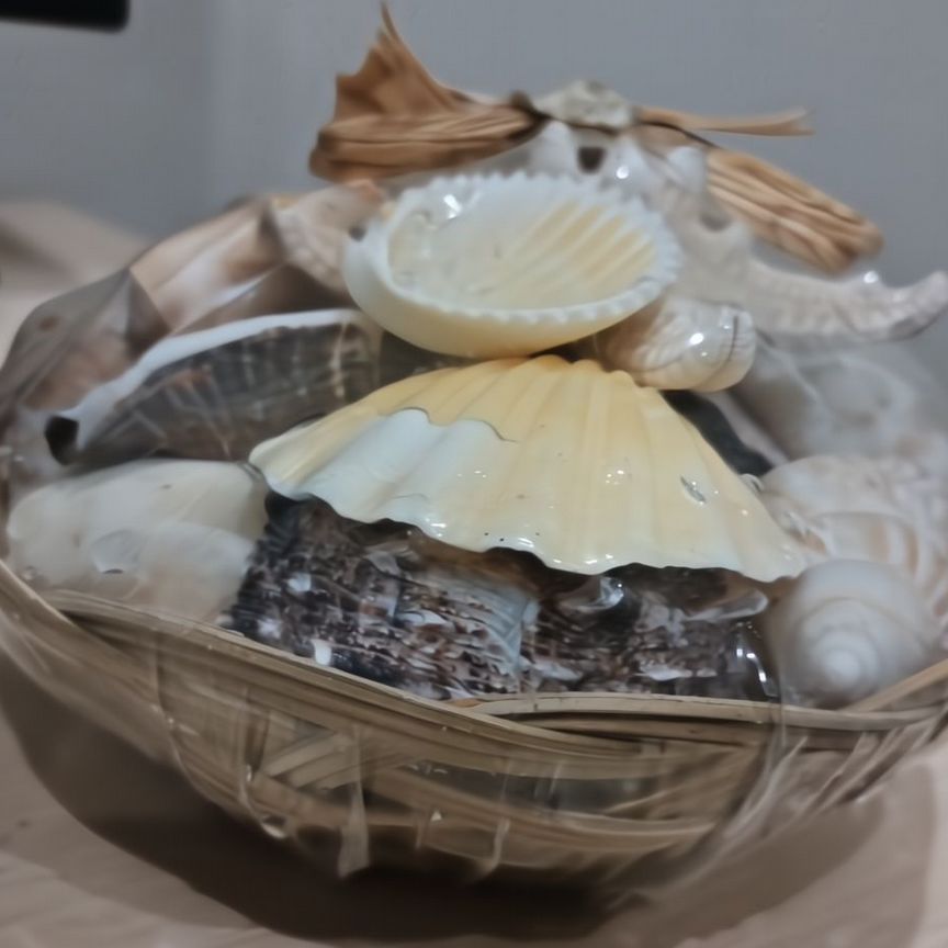 Ракушки. Много