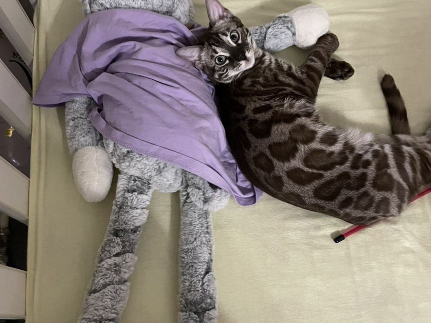 Бенгальские котята