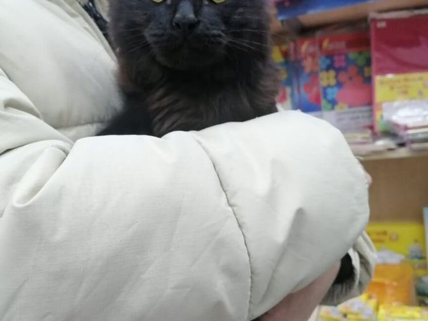 Кошки в добрые руки бесплатно