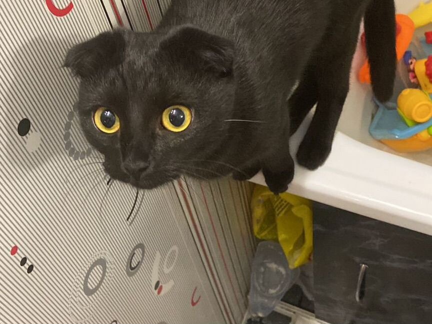 Котенок