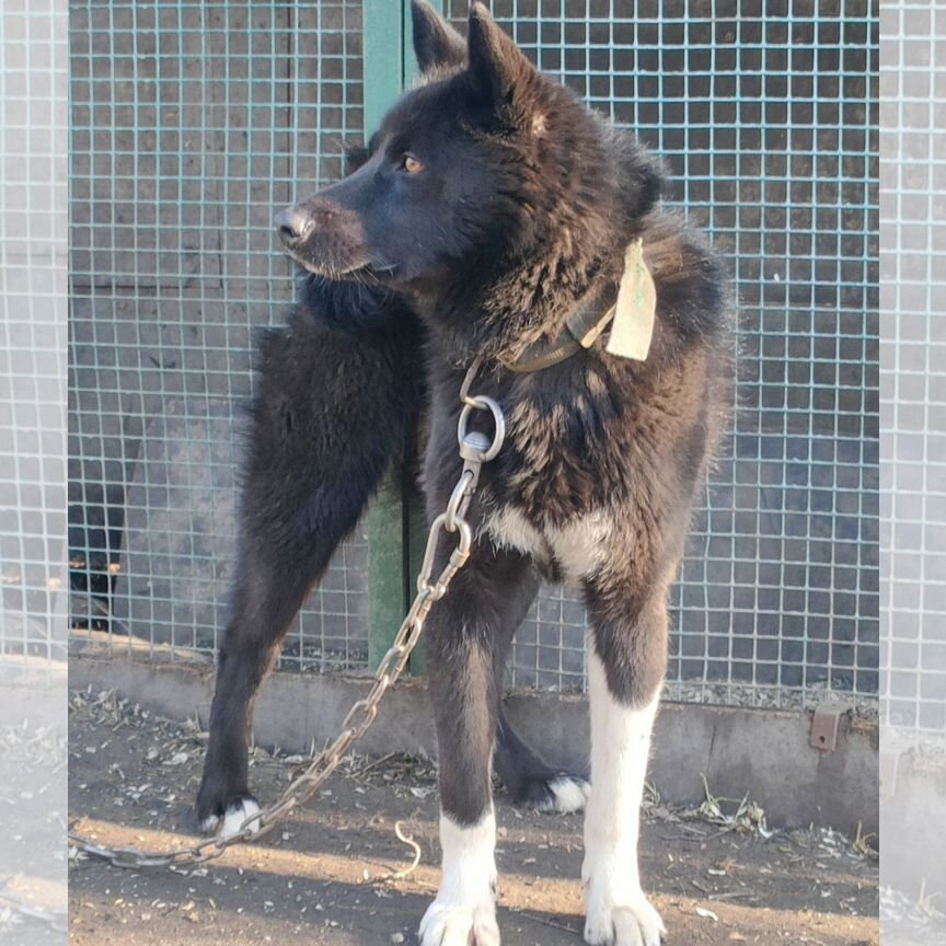 Русско европейская лайка