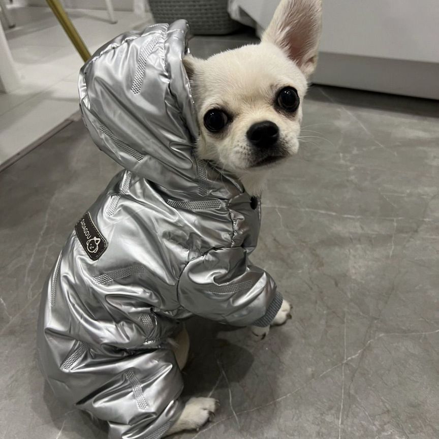 Чихуахуа щенок