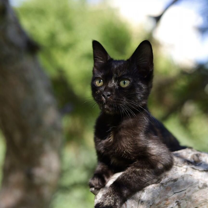 Шикарный котенок