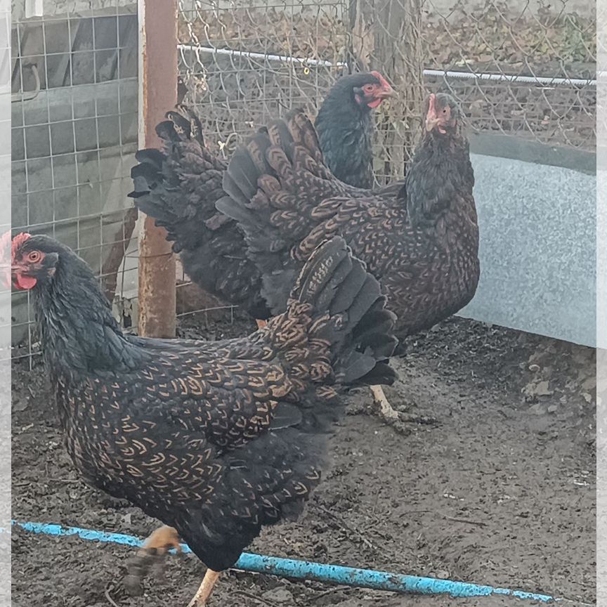 Куры барневельдер