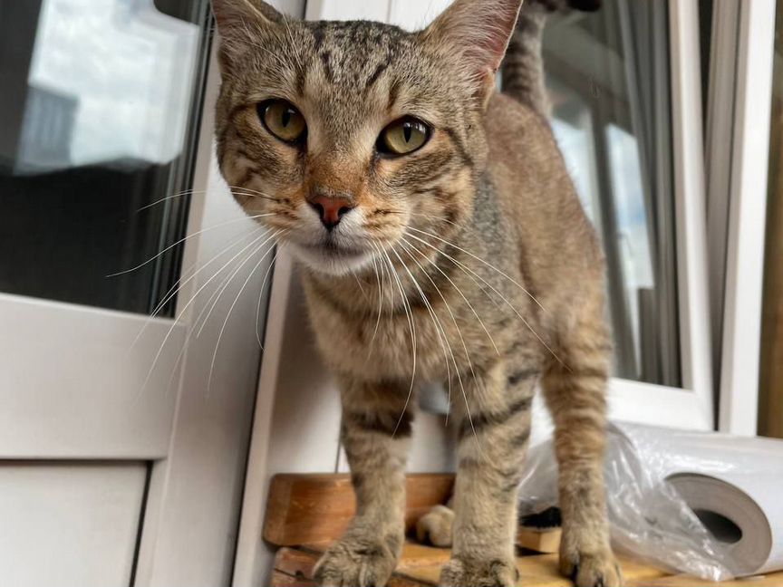 Отдам бесплатно котика
