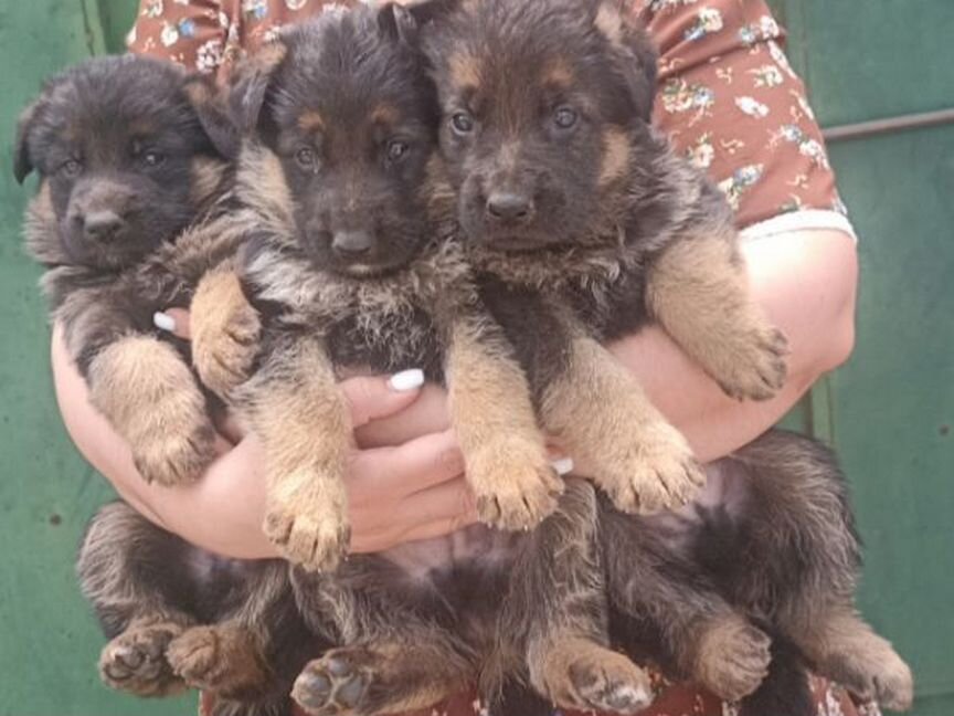 Чёрные и чепрачные немцы