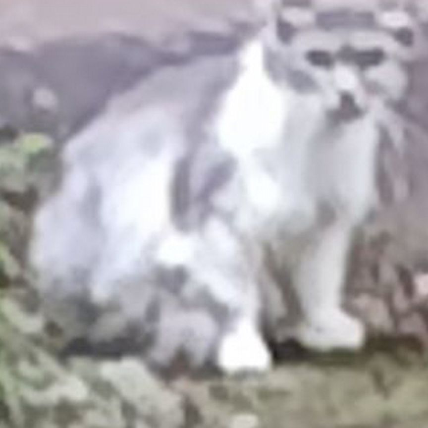 Кошке с котятами шанс на спасение