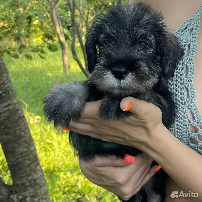 Миттельшнауцер