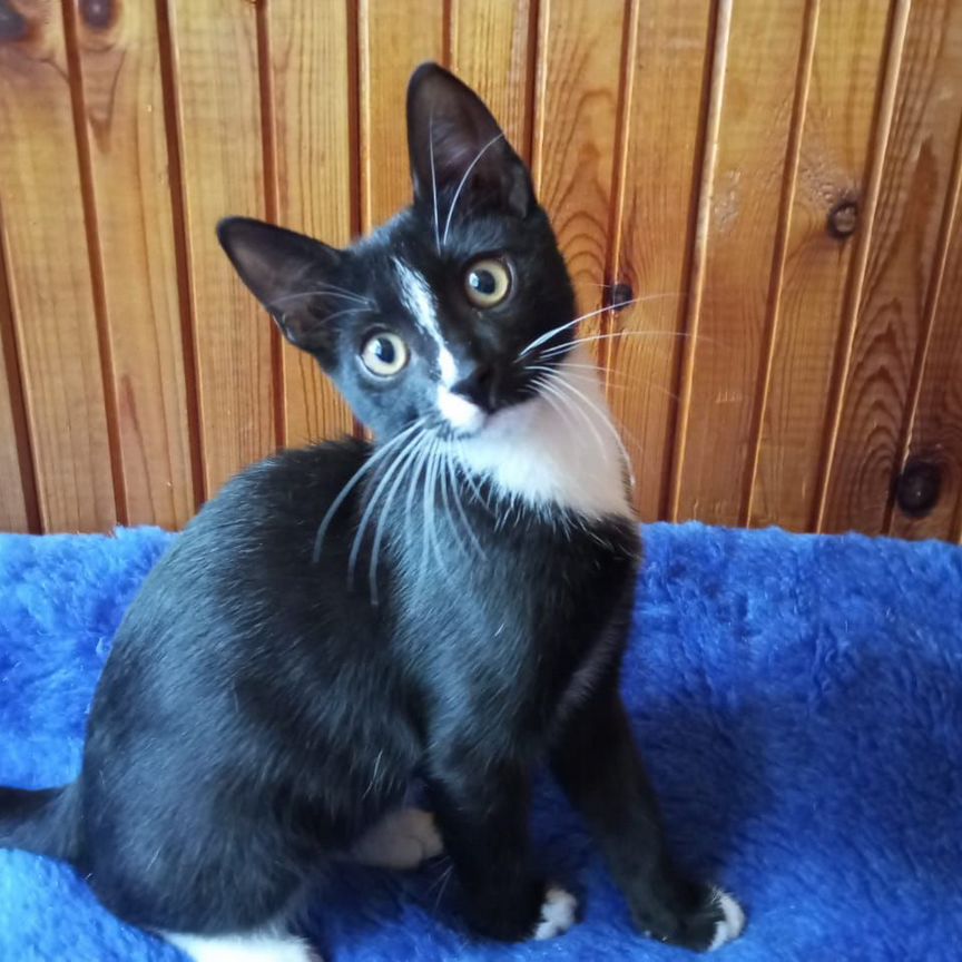 Стильный котяра в дар