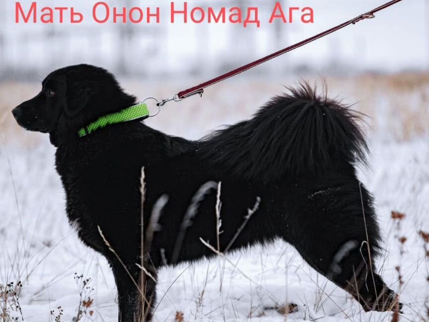 Собака