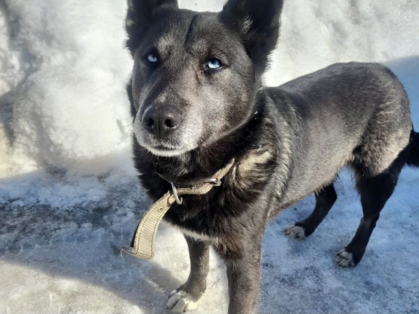 Собака Стерилизованная