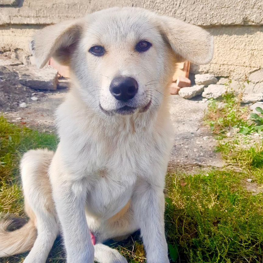 Метис акиту Пряник в дар