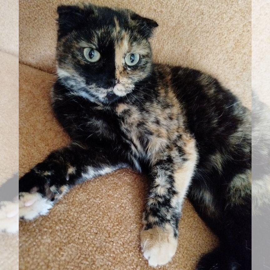 Кошка мышеловка