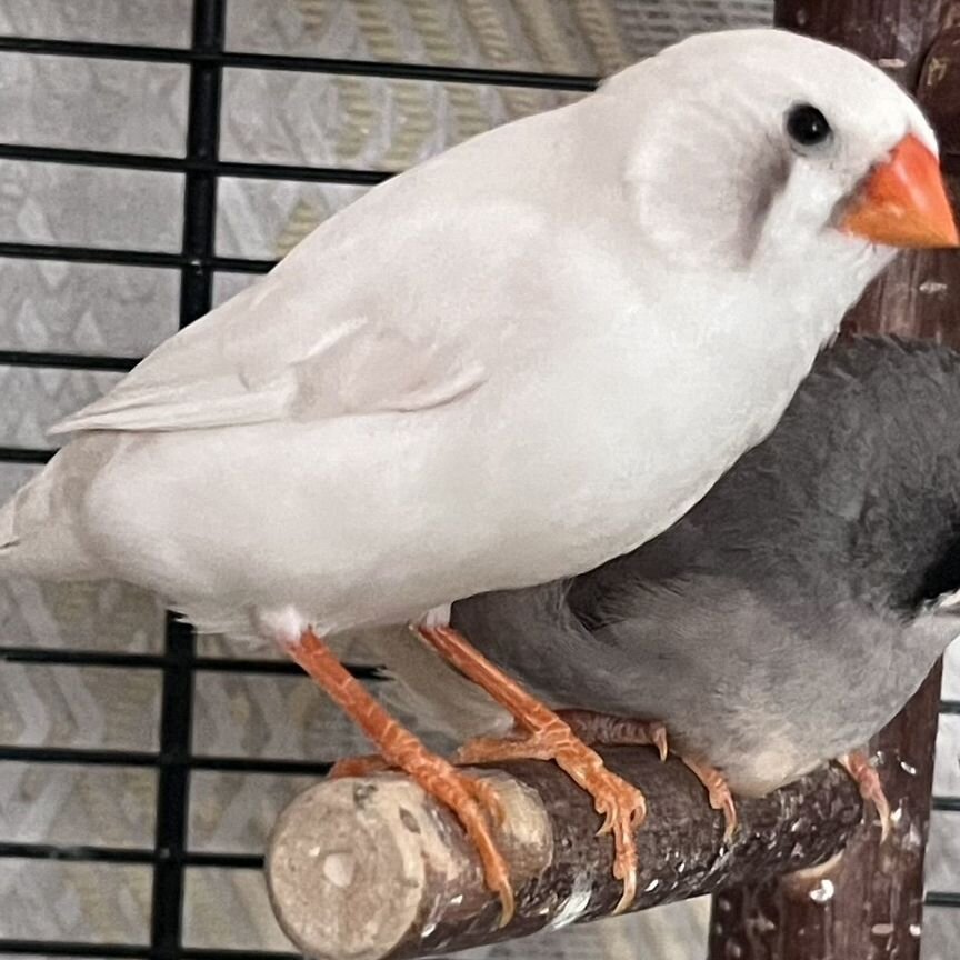 Зебровые амадины