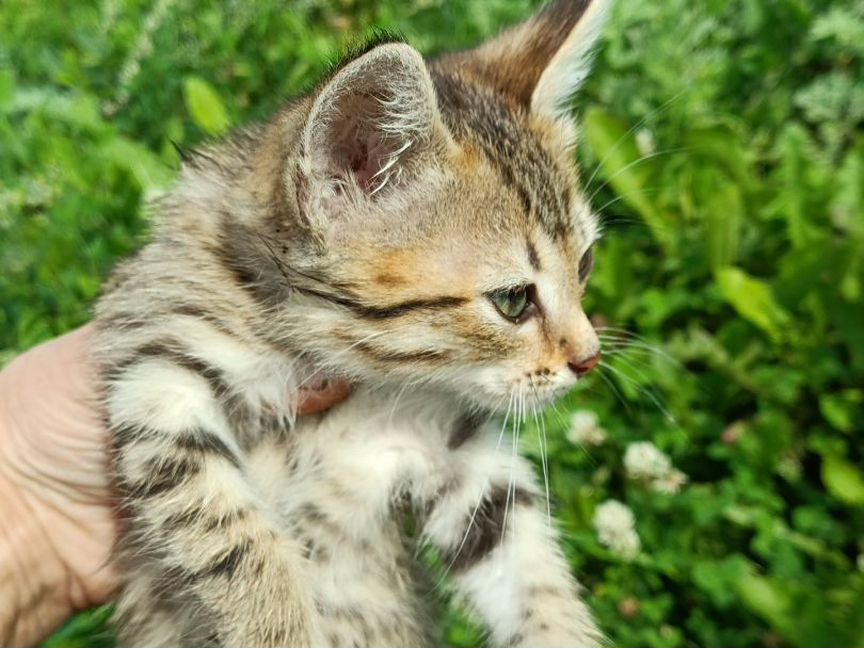 Кошка в дар бесплатно