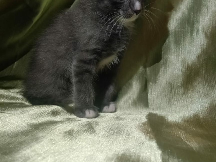 Забавный вислоухий котенок