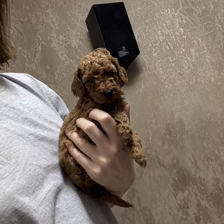 Той-пудель, щенок