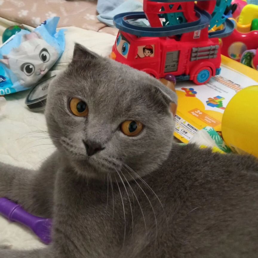 Британский вислоухий кот