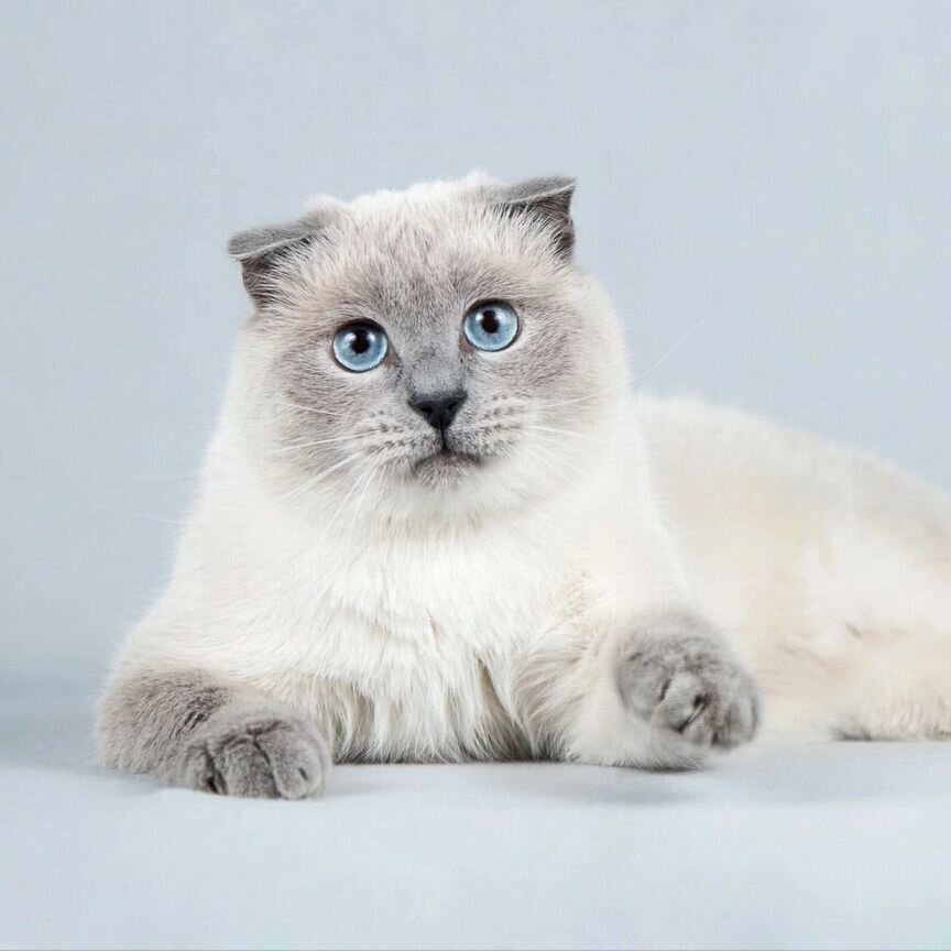Котик шикарный