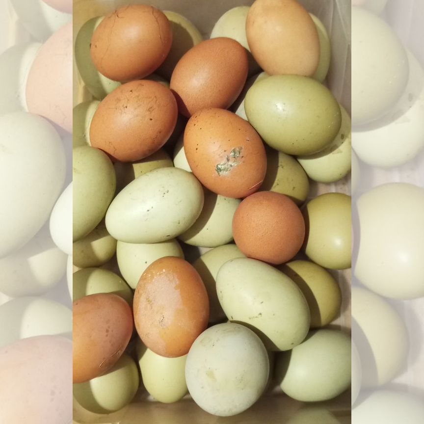 Инкубационное яйцо