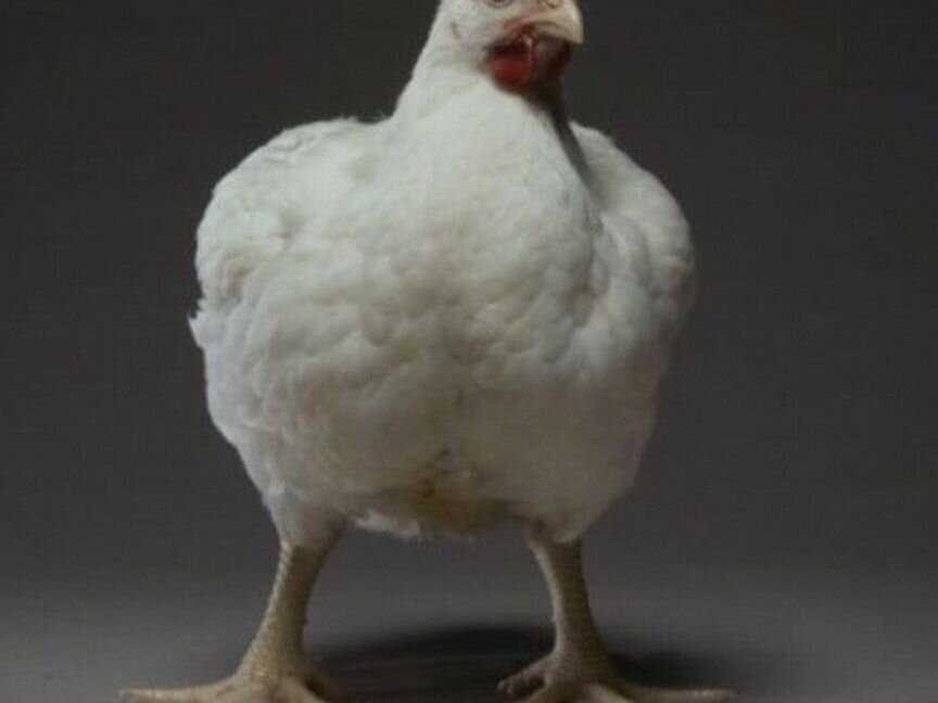 Броль индейка и курица