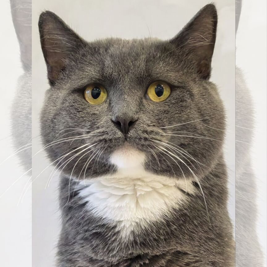 Британский короткошёрстный, взрослый кот