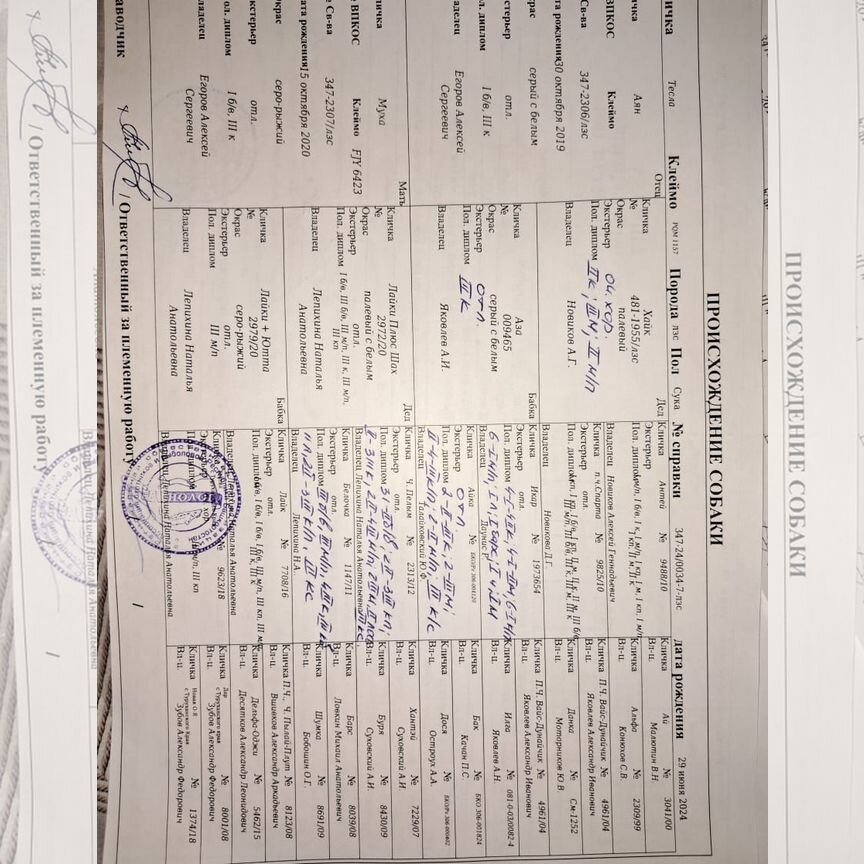 Щенки западно сибирской лайки