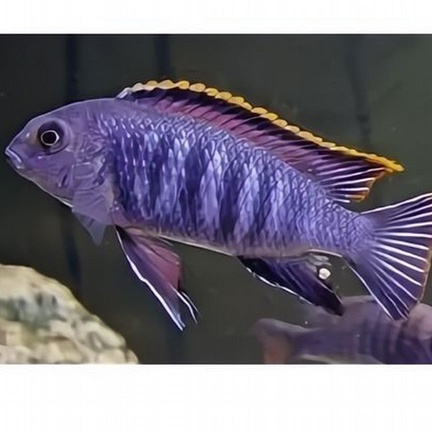 Малавийские цихлиды