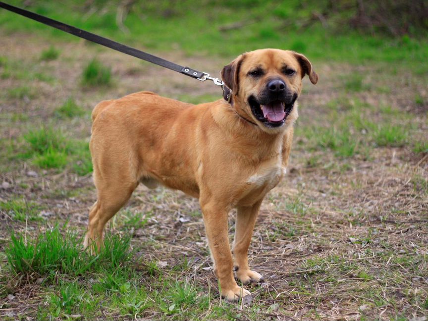 Пес ищет семью