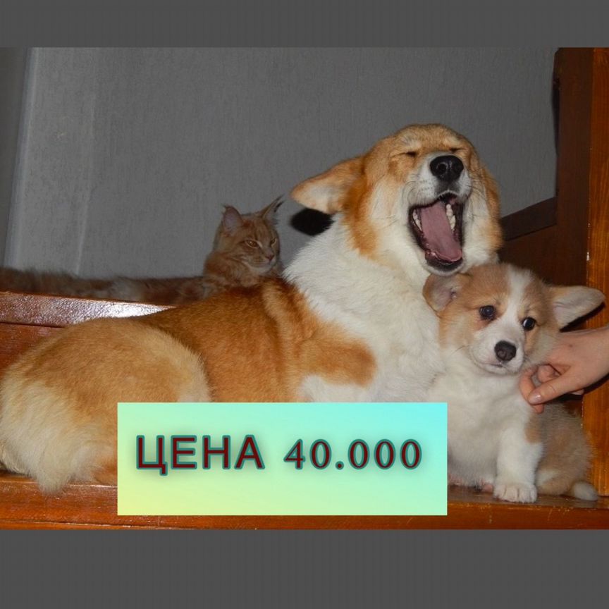 Вельш Корги Пемброк, щенок