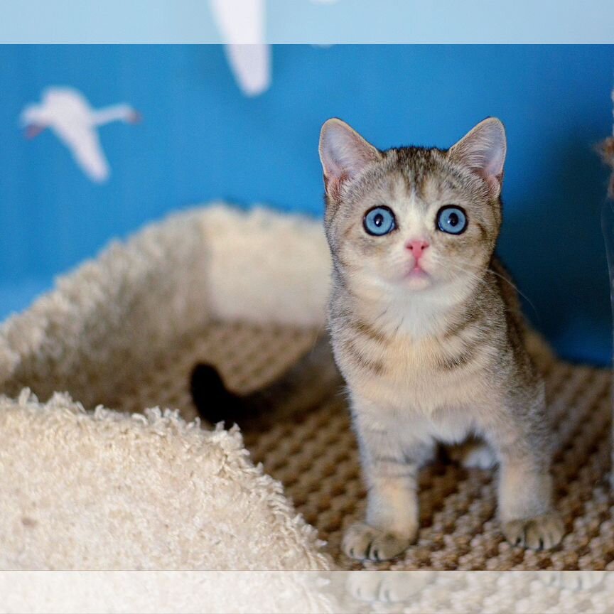 Синеглазая девочка с геном дгг