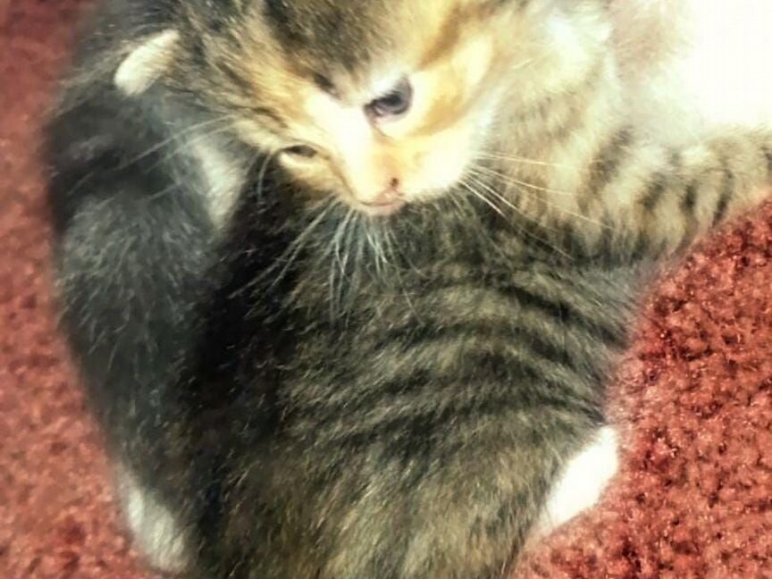 Британские котята