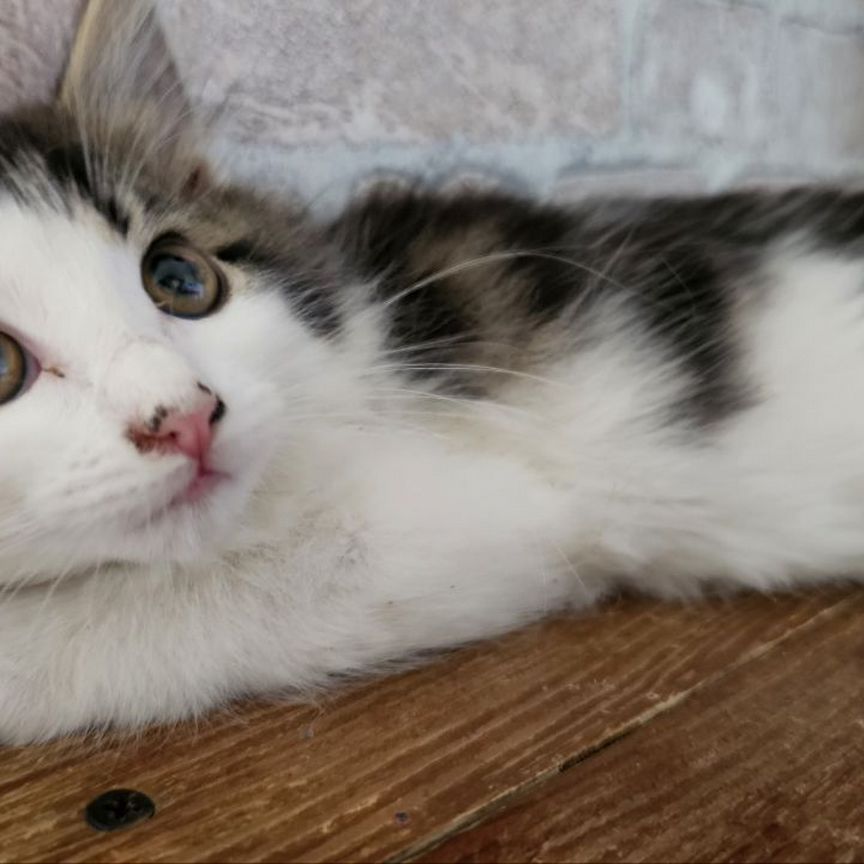 Ласковые котята ищут дом