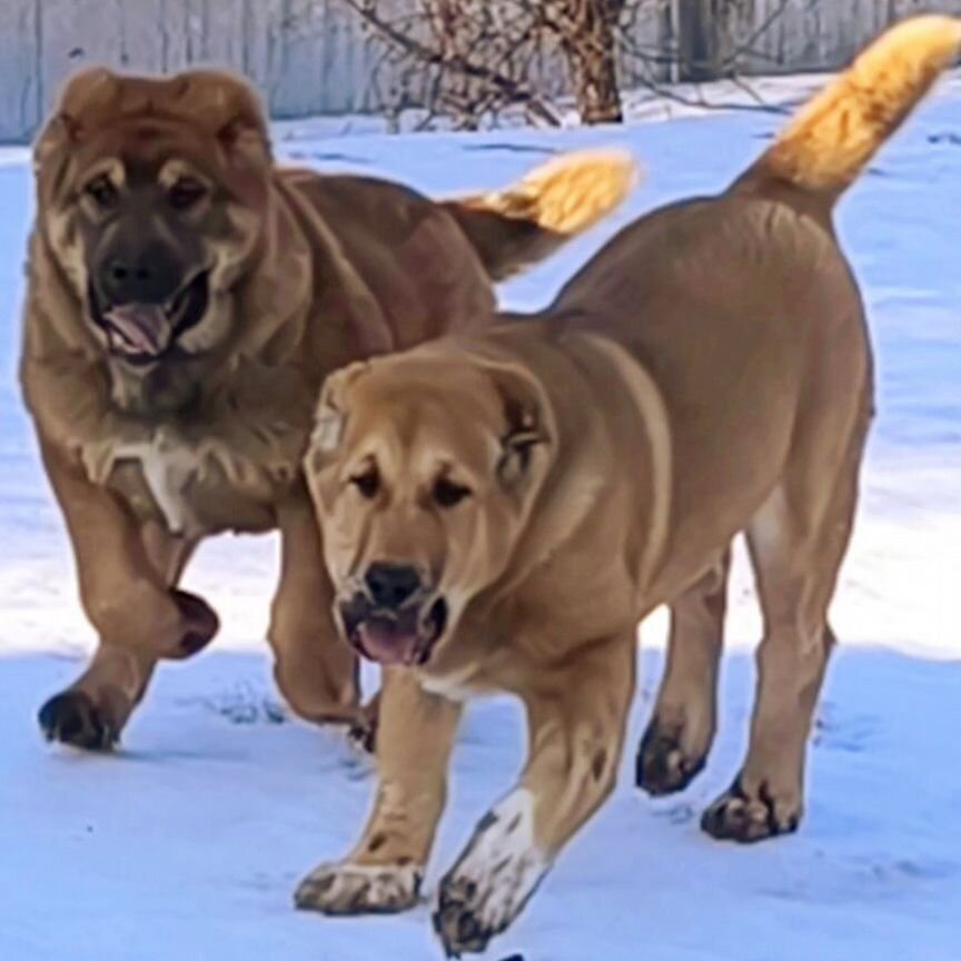 Две красотки сао