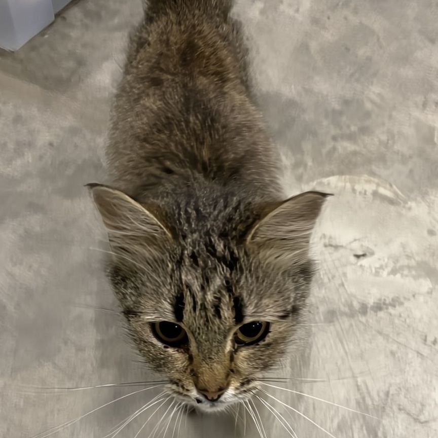 Взрослая кошка в добрые руки