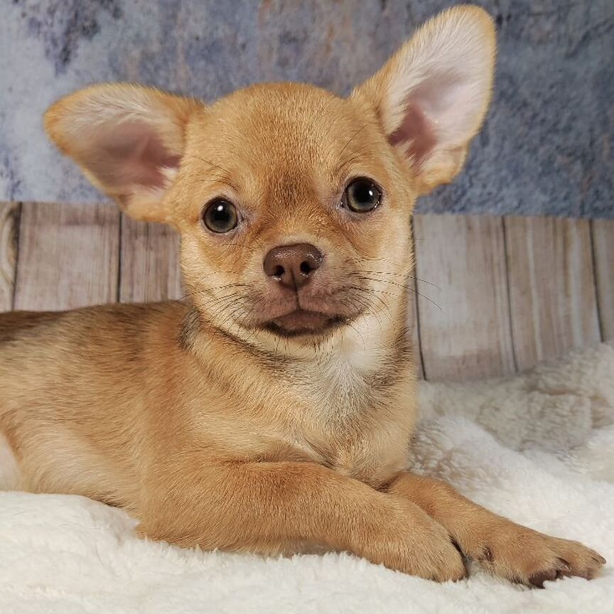 Чихуахуа, щенок