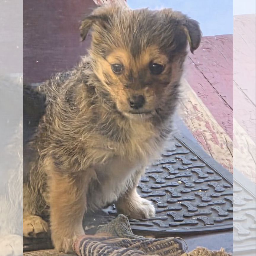 Лайка, щенок