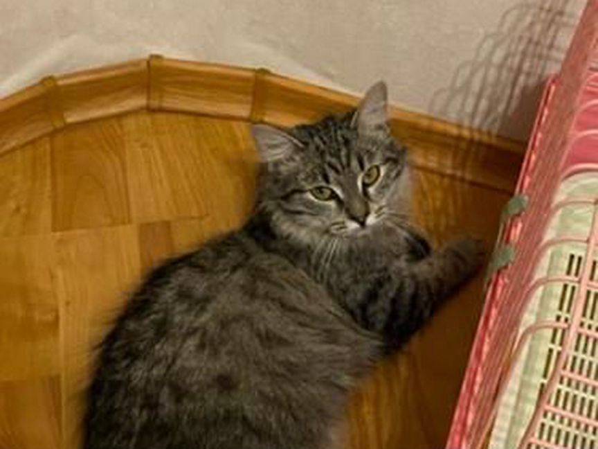 Кисуля Красавица