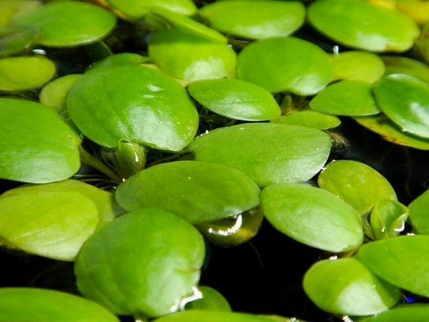 Отдам Лимнобиум