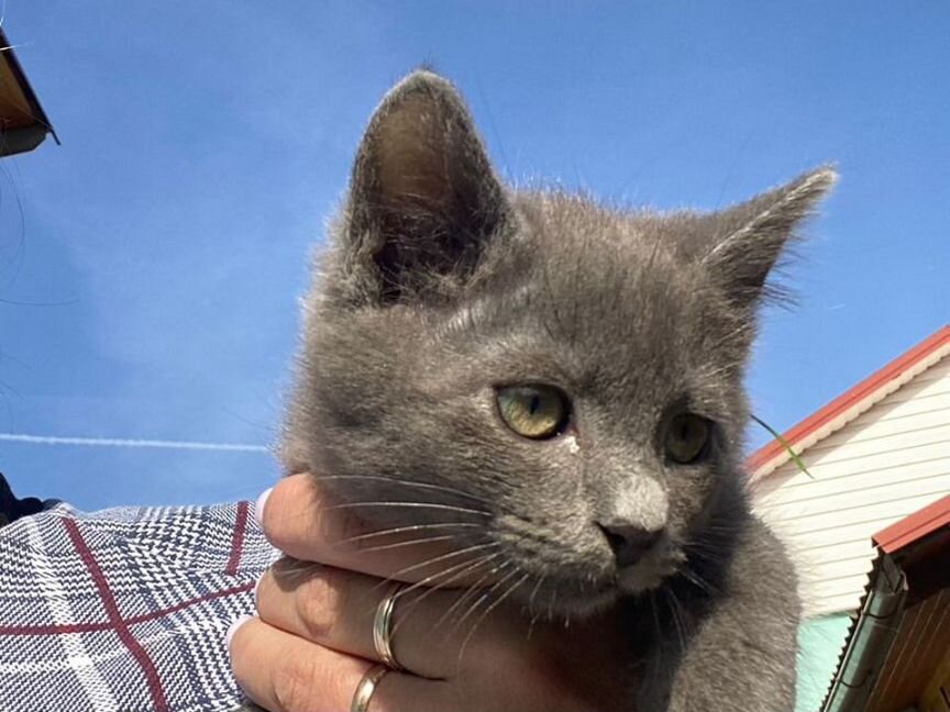 Русская голубая котенок мальчик 2 месяца