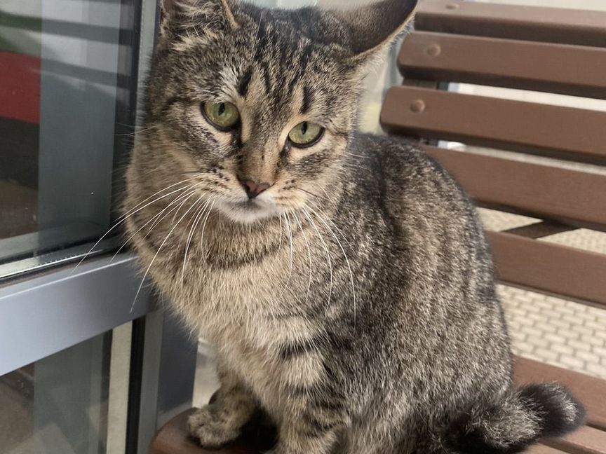 2 бездомных маленьких котика