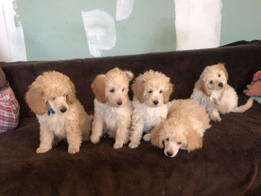 Собаки щенки пудель