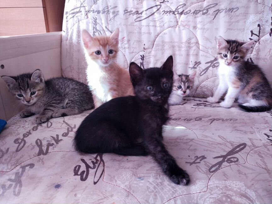 Котята в добрые руки