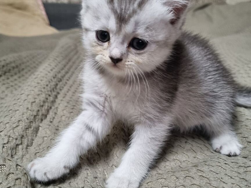 Шотландские прямоухие котята