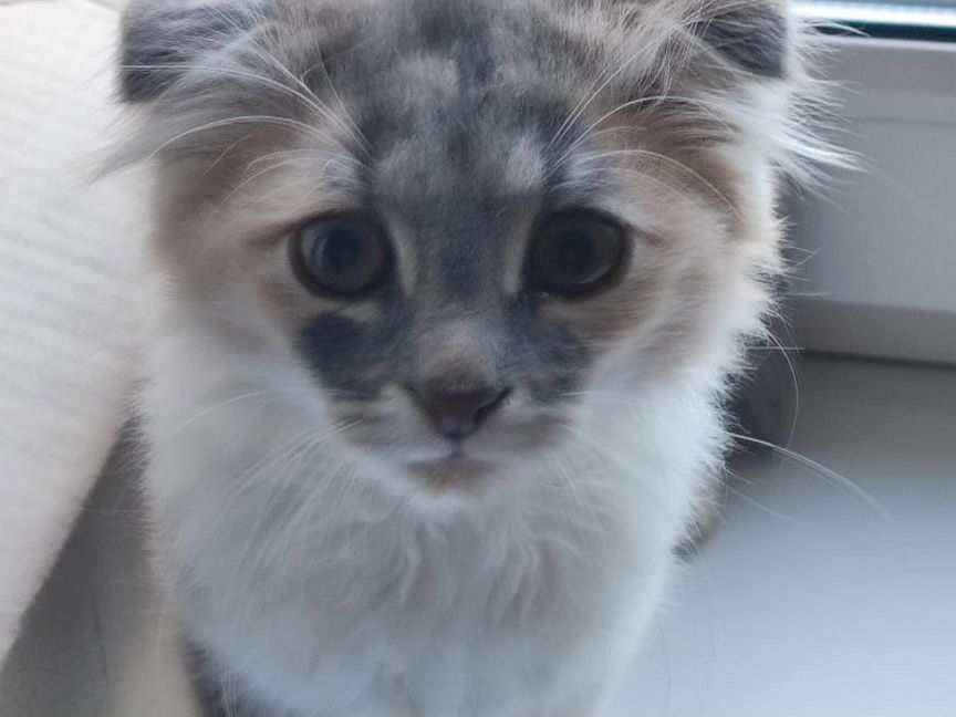 Вислоушка в добрые руки