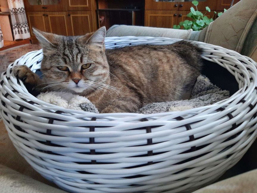 Лежак,домик для животных из ротанга