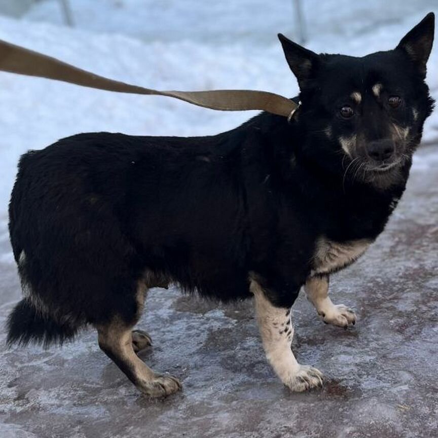 Собака в добрые руки отдам бесплатно