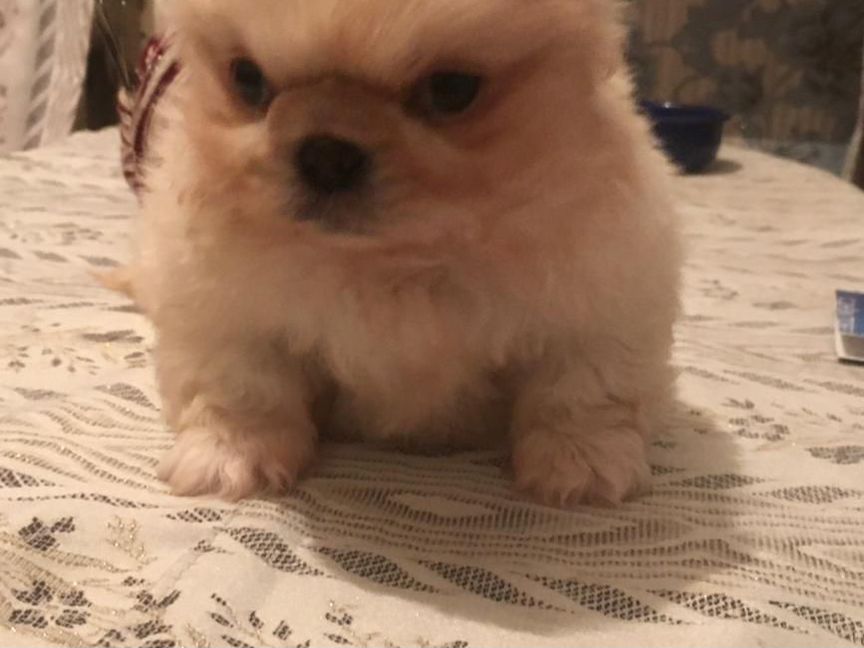 Собаки щенки пекинес