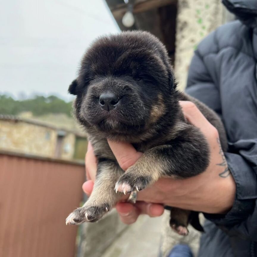 Нежнейшие сокровища)